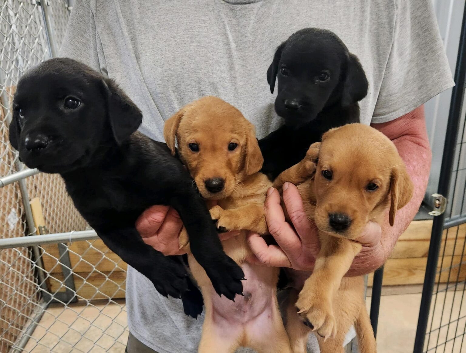 Puppies and Litters – Prairie Plains Kennels