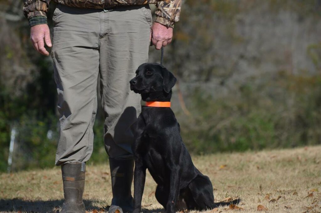 Prairie Plains Kennels – British Labrador Retrievers