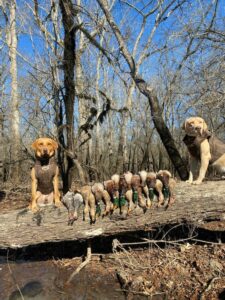 British Labs as Hunters – Prairie Plains Kennels