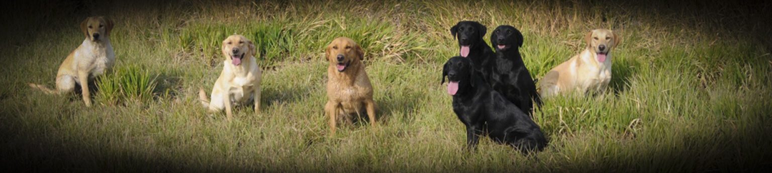 Dams – Prairie Plains Kennels