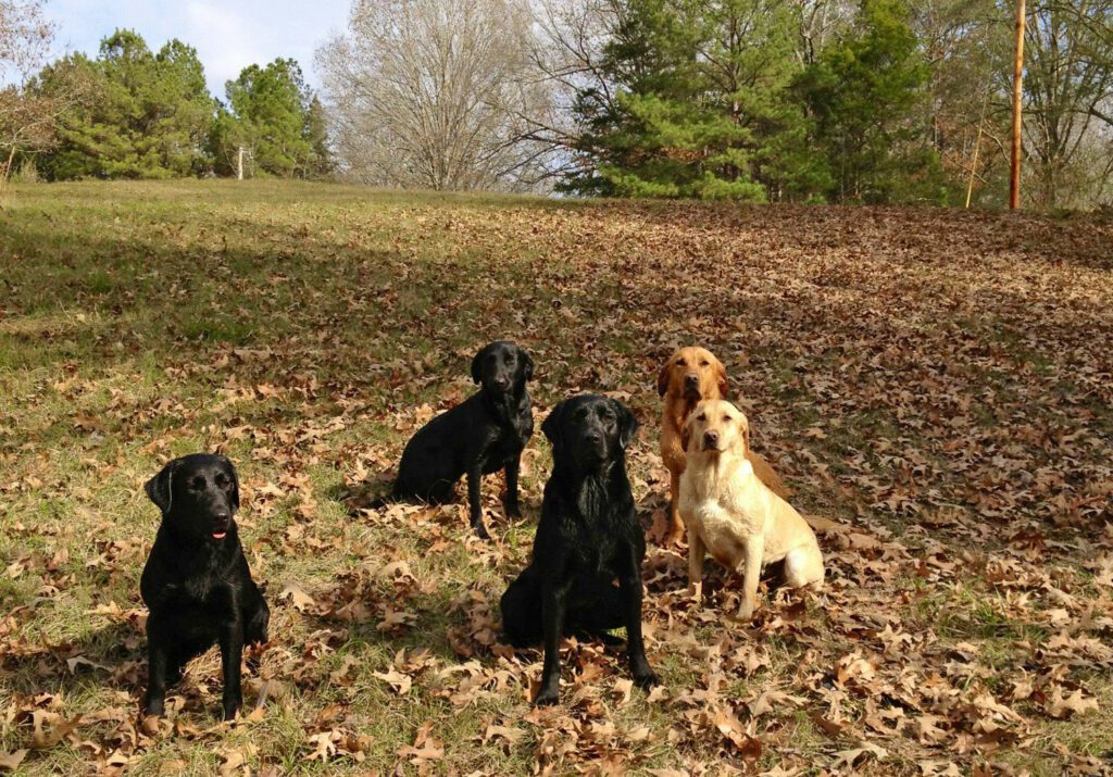 Prairie Plains Kennels – British Labrador Retrievers