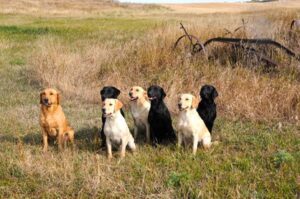 Sires – Prairie Plains Kennels