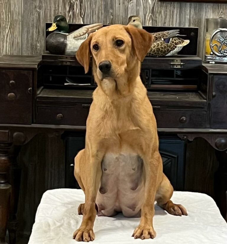 Dams – Prairie Plains Kennels