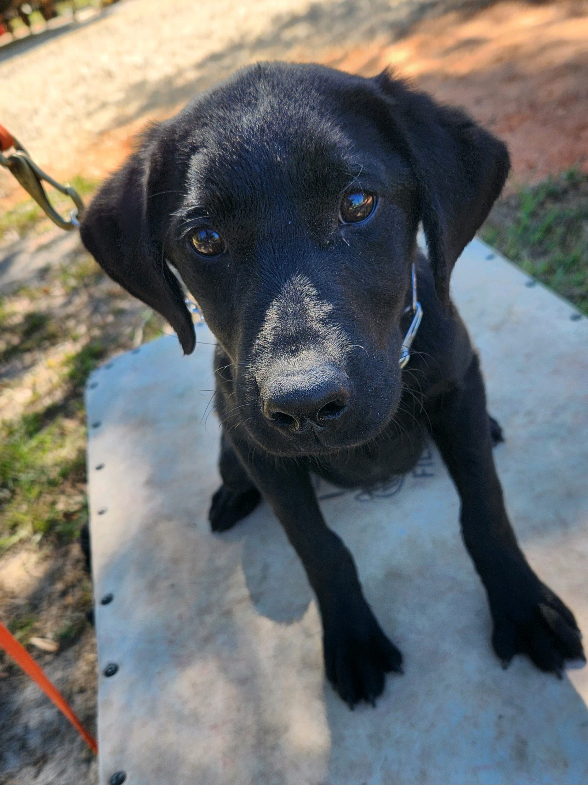 Started Dogs – Prairie Plains Kennels